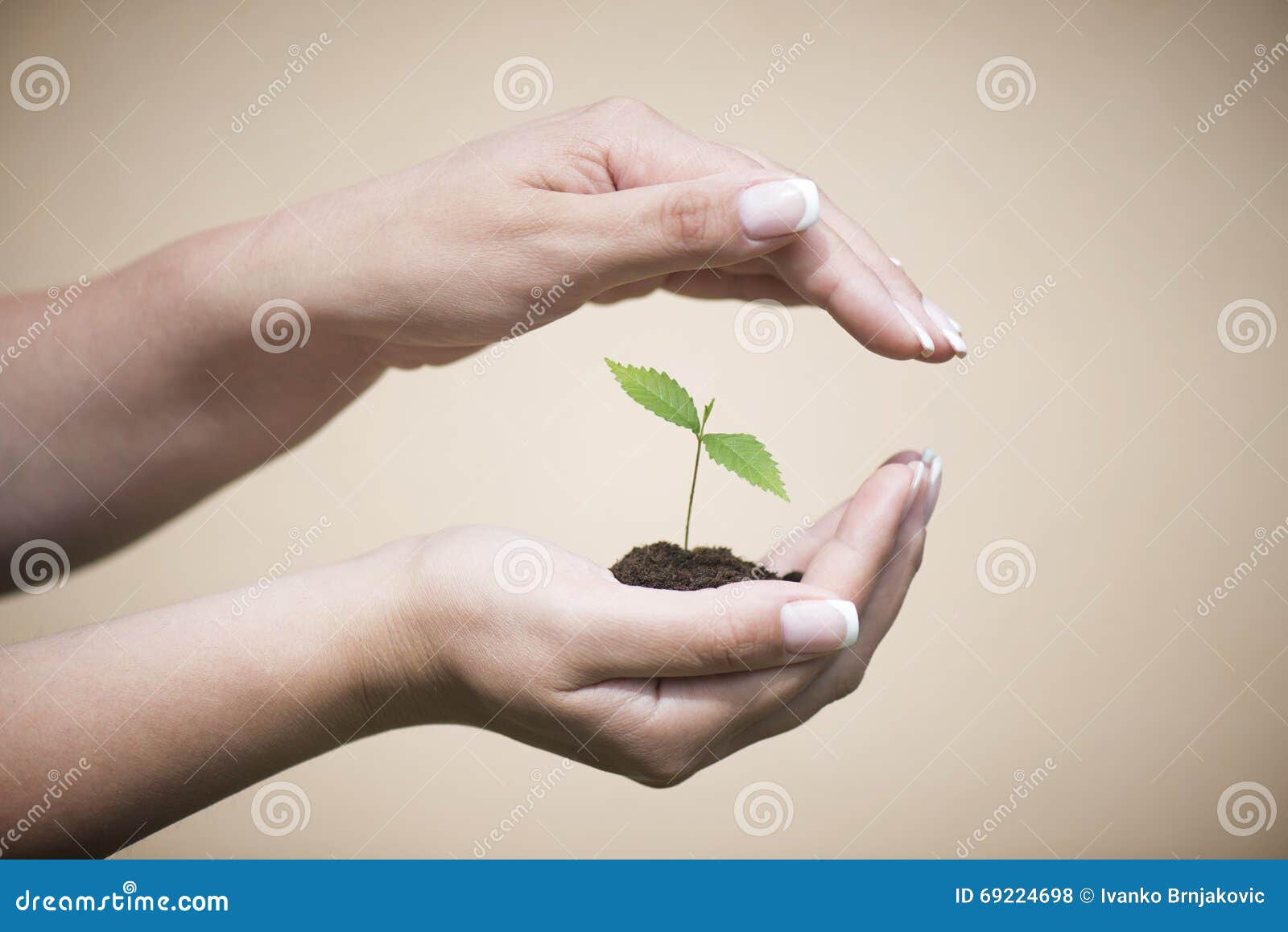 Hands Holding Green Sapling Stock Photo - Image of defocused, seedling ...