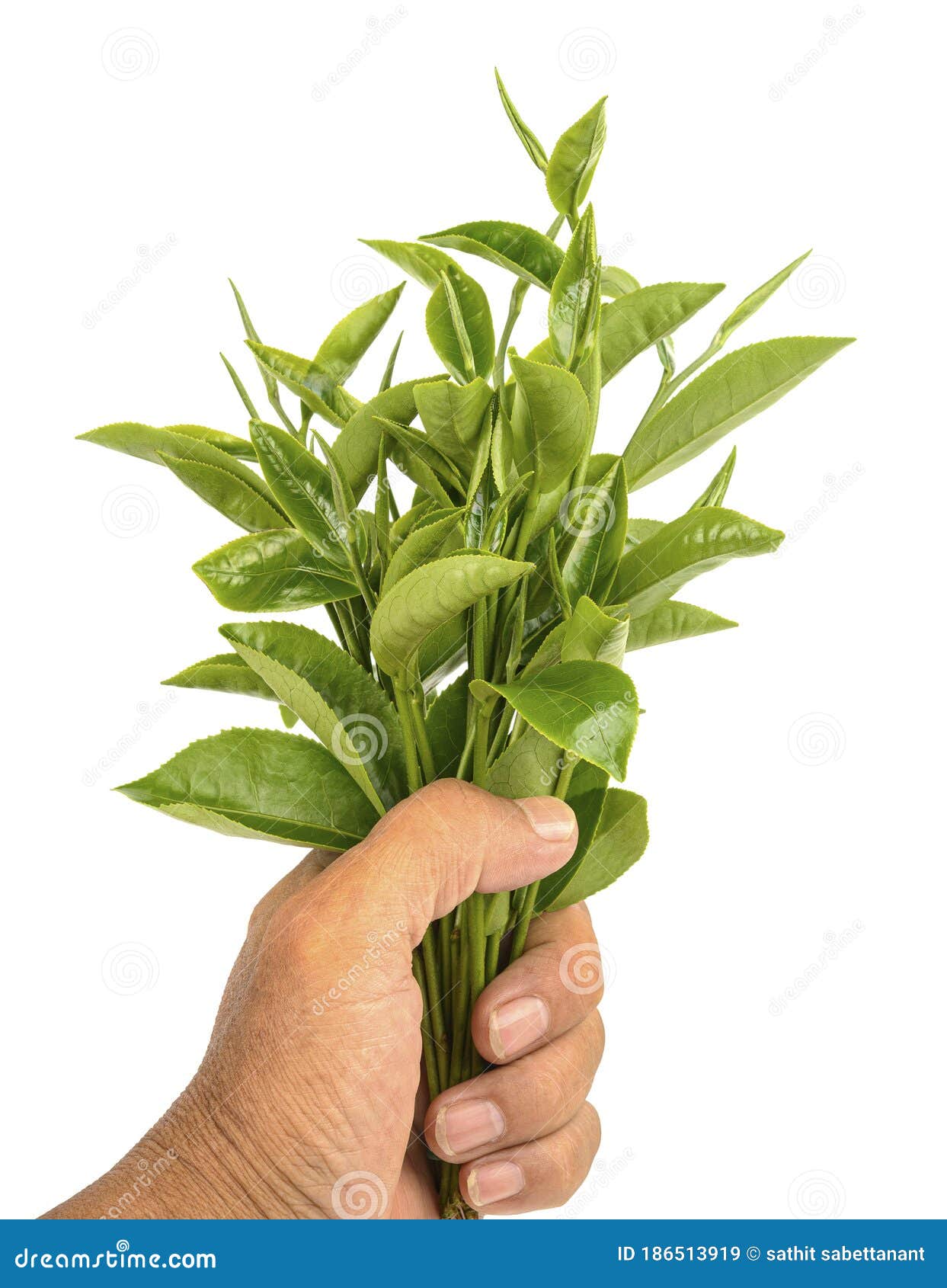 Hands Holding Green Tea Leaves Isolated on White Background Stock Image ...