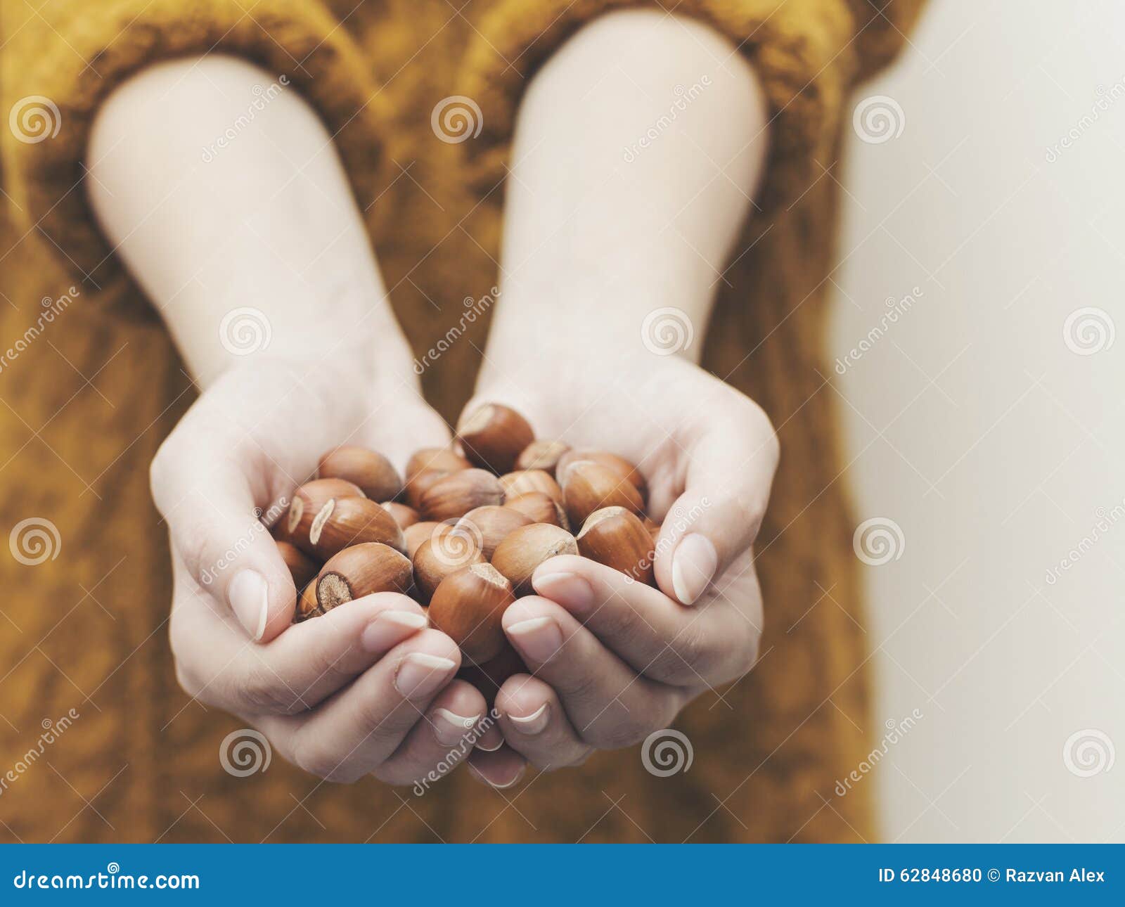 Hands holding hazelnuts stock photo. Image of hazelnuts - 62848680
