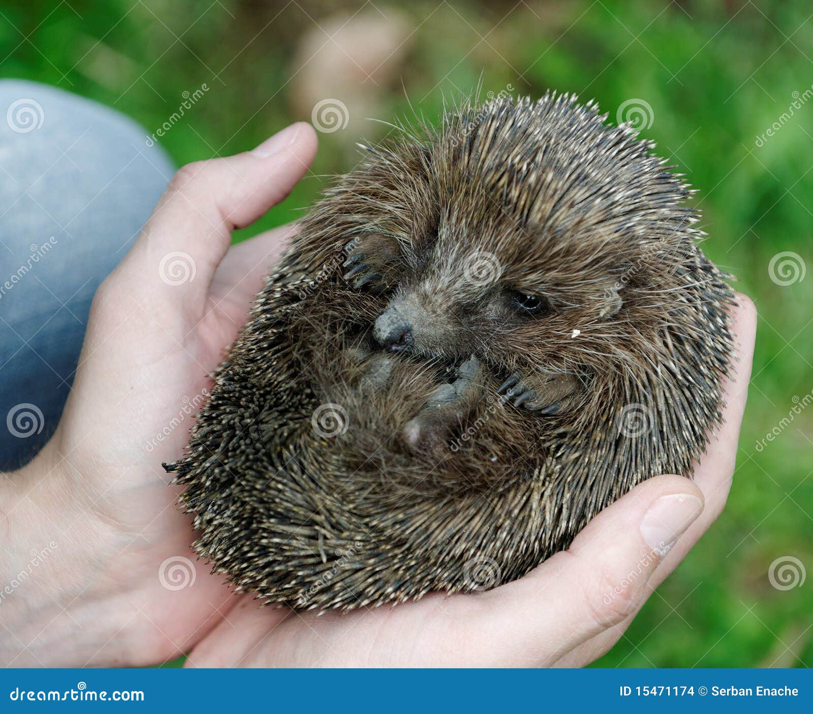 Hands holding hedgehog stock photo. Image of danubiens - 15471174