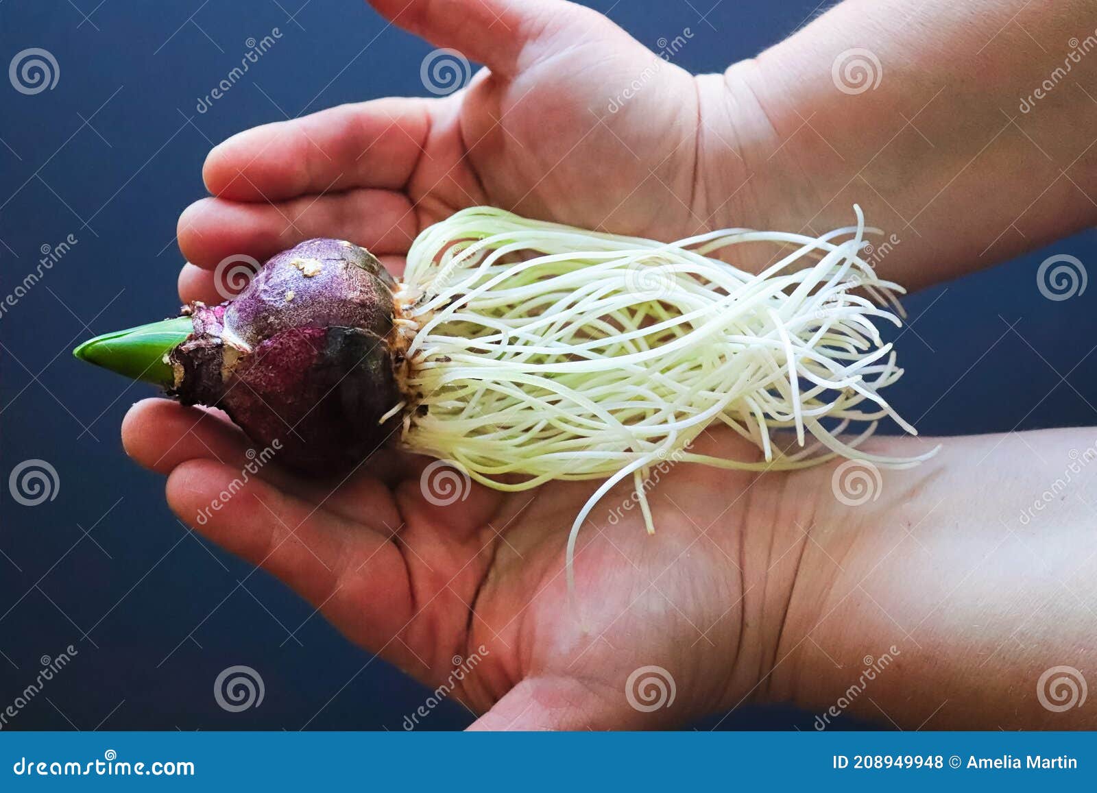 Hands Holding a Hyacinth Bulb with Exposed Roots Stock Photo - Image of ...