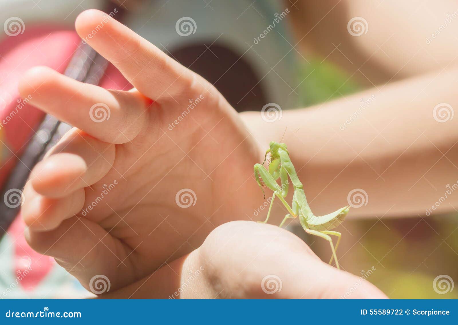 Hands holding insect stock photo. Image of life, hand - 55589722