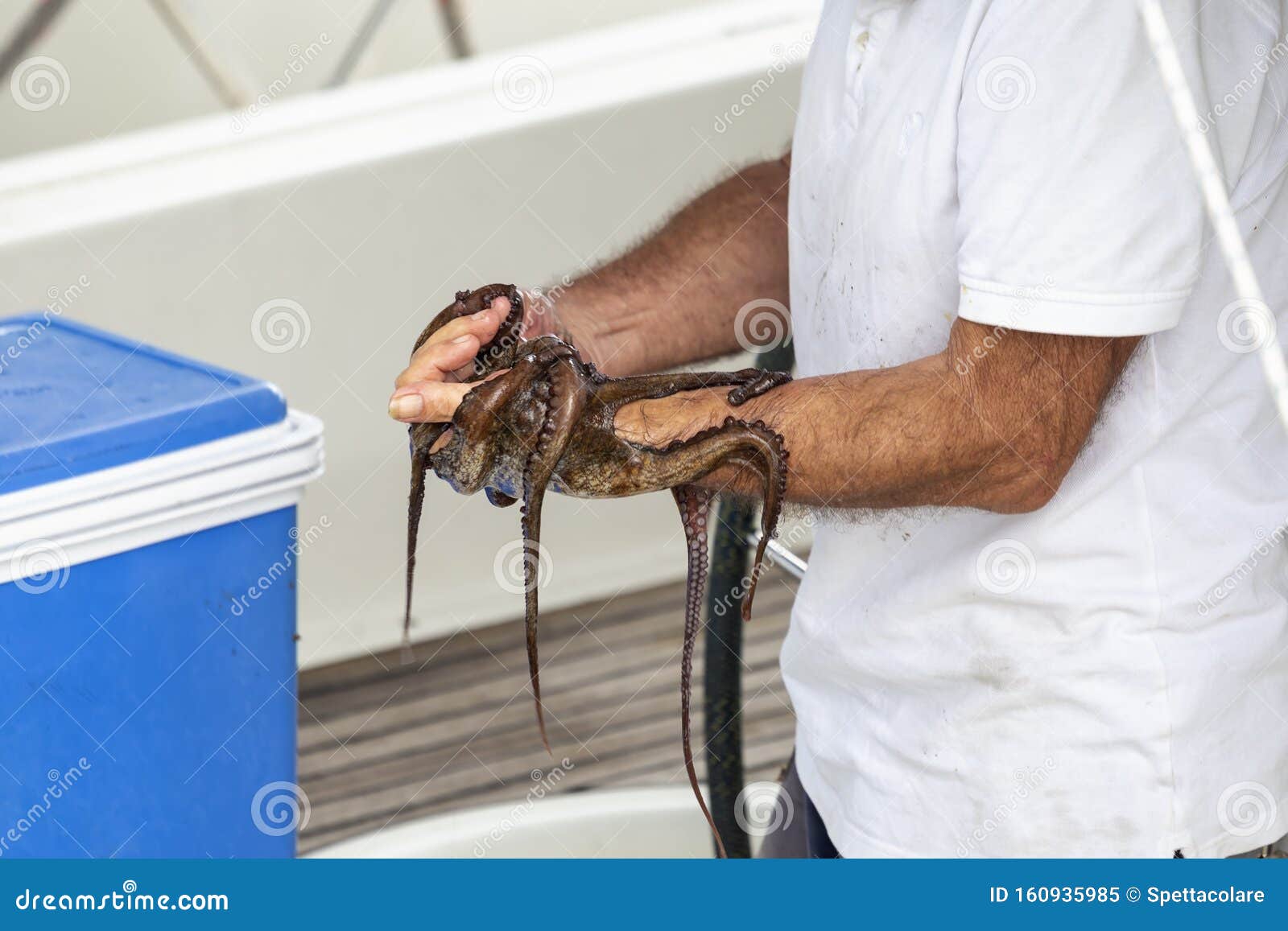 Hands Holding Just the Caught Octopus Stock Image - Image of ...