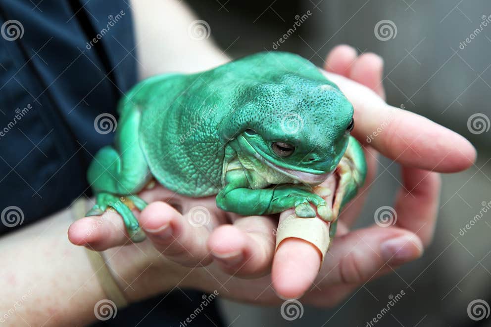 Hands holding large frog stock image. Image of natural - 13870161