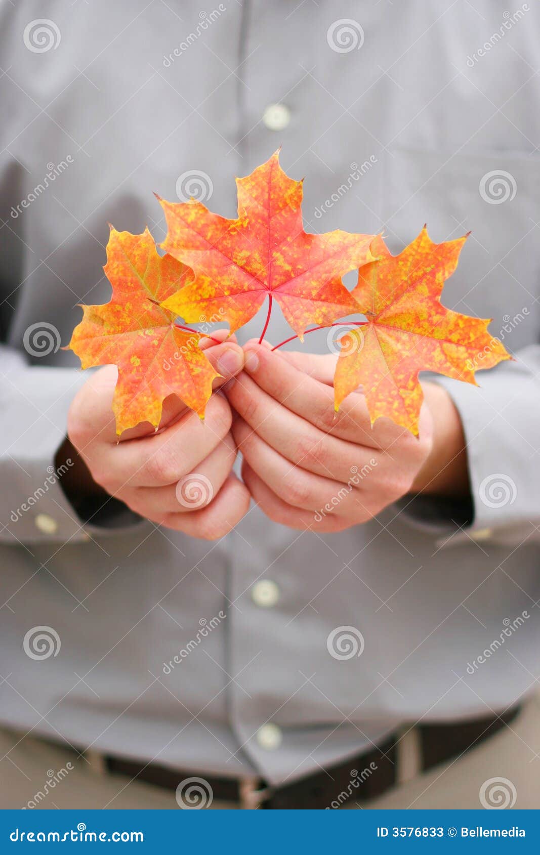 Hands holding leaves stock image. Image of caucasian, season - 3576833