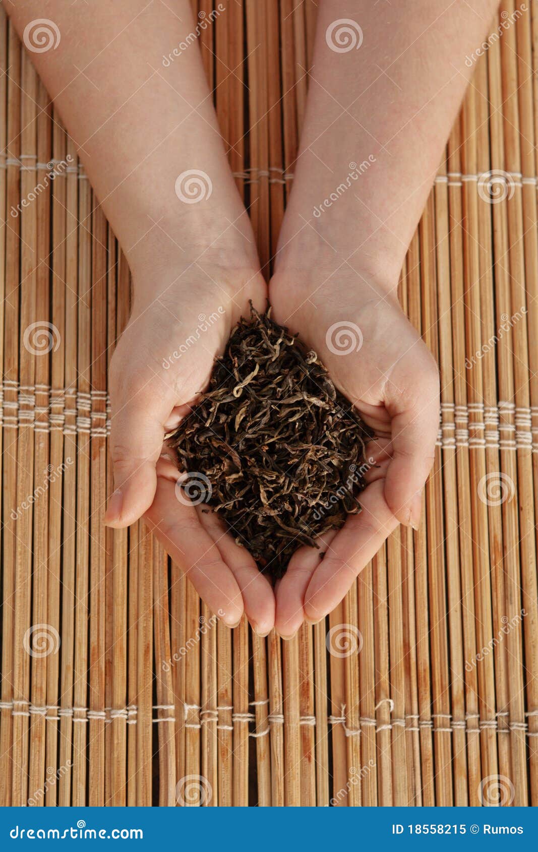 Hands Holding Leaves of Black Tea Stock Image - Image of agriculture ...