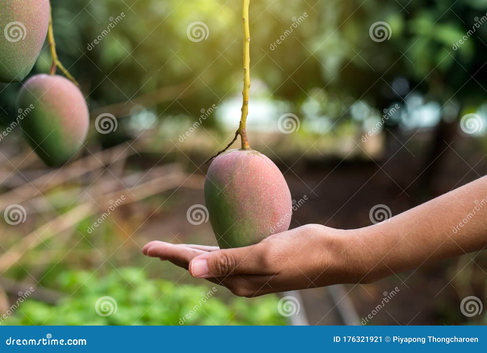 Hand Holding Mango Fruit on the Tree,Fresh Fruit in Garden Stock Image ...
