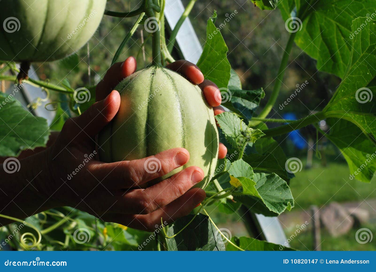 Hands holding melon stock image. Image of grow, feel - 10820147