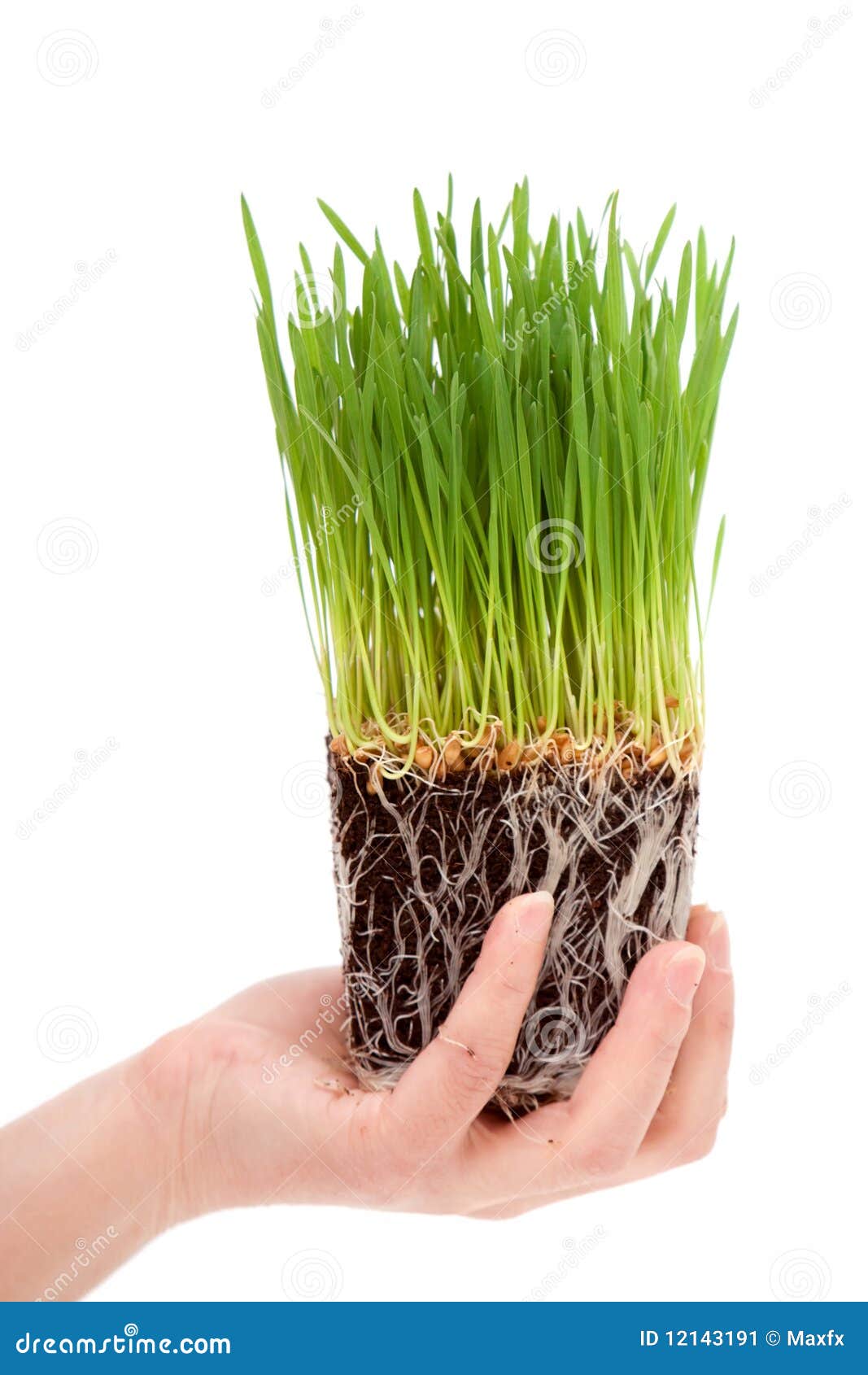 Hands Holding Organic Wheatgrass Stock Image - Image of natural ...