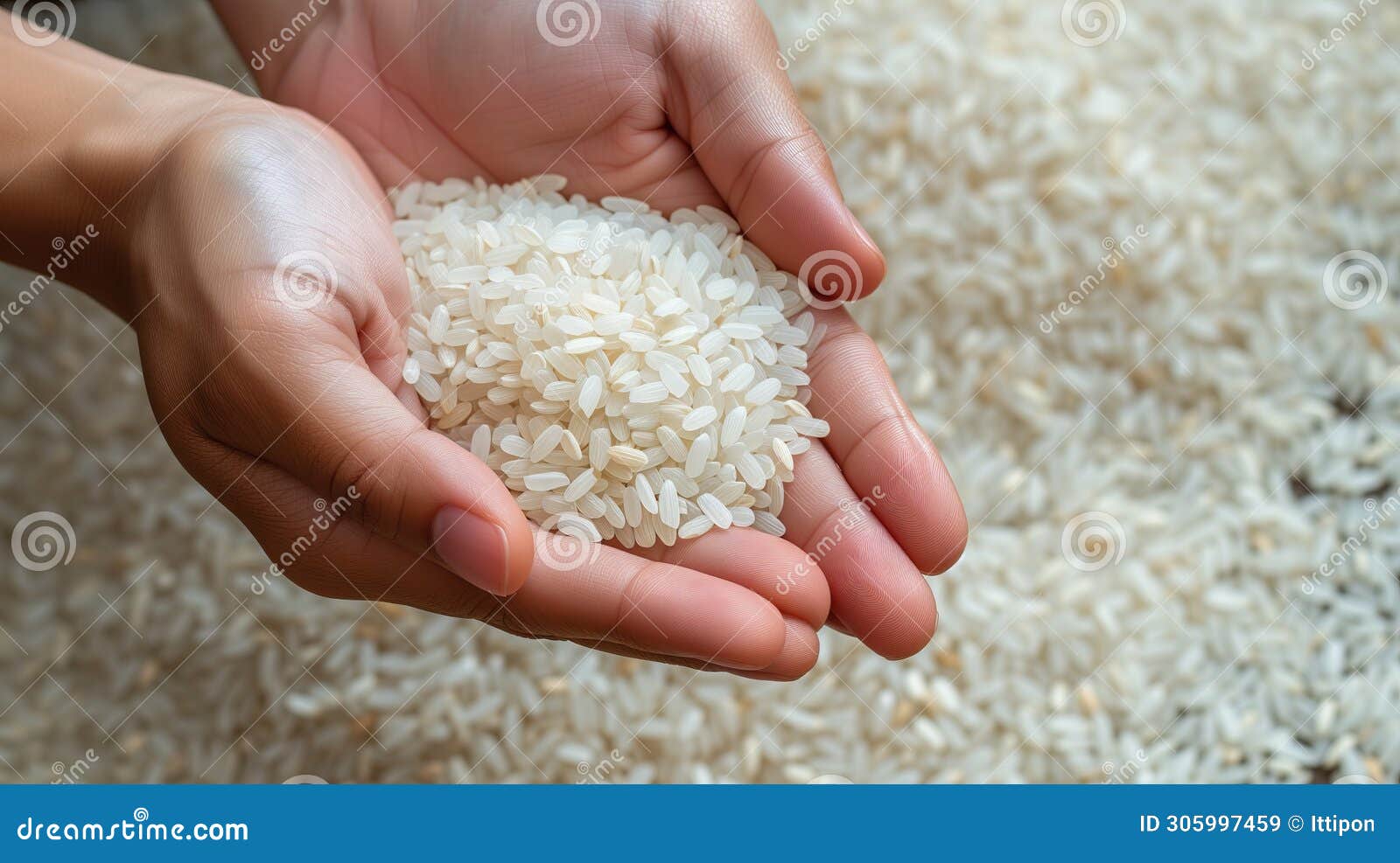 Hands Holding Paddy Rice Grains. Stock Illustration - Illustration of ...