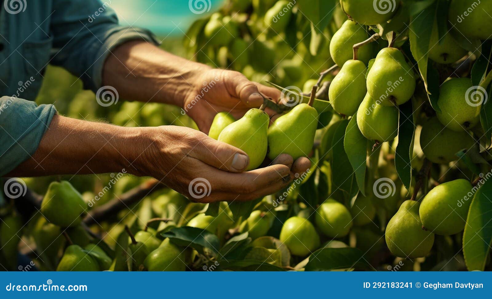Hands Holding Pear, Close-up of Hand Picking Pears, Pears in the Garden ...