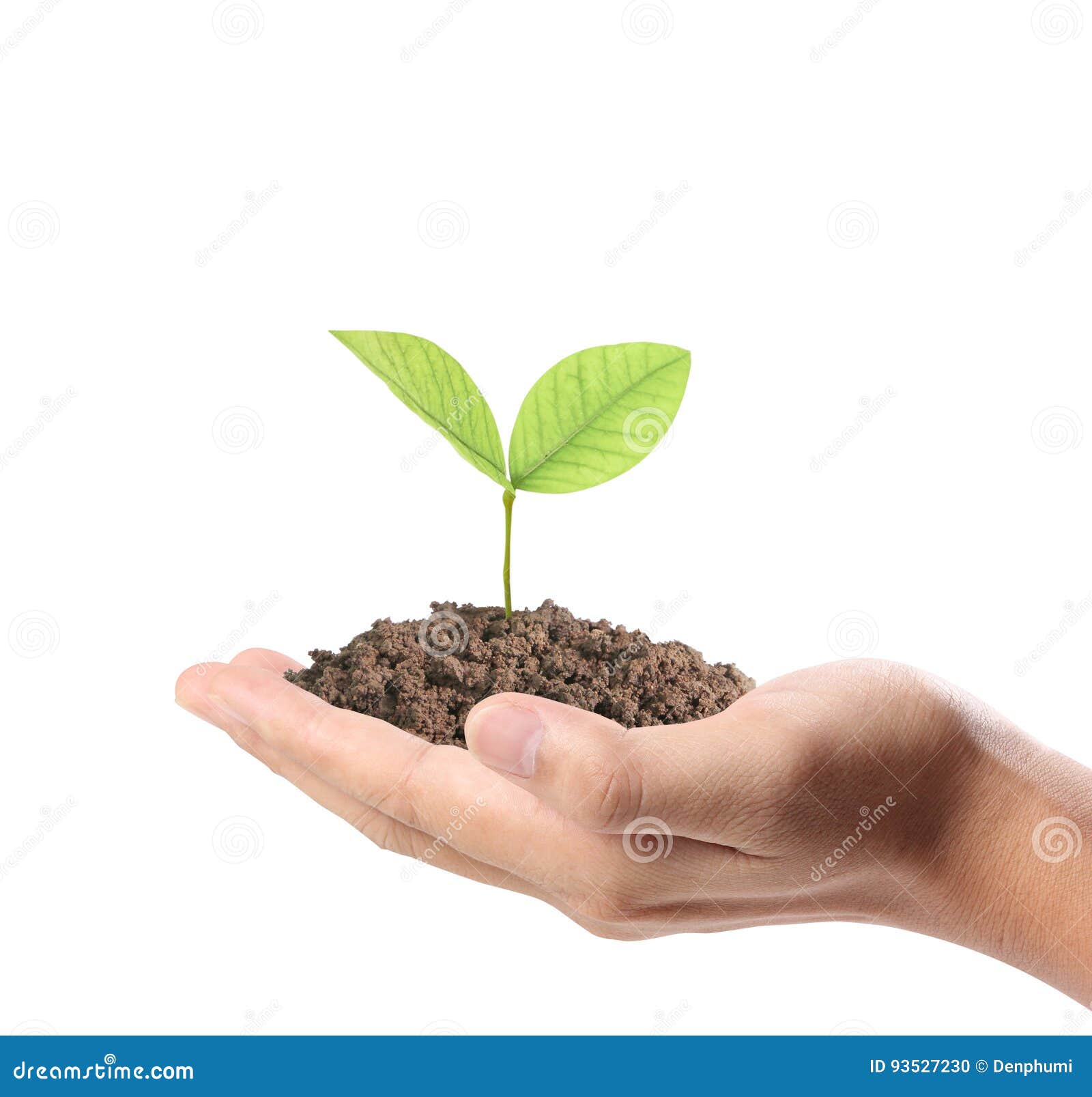 Hands holding plant stock photo. Image of green, growth - 93527230