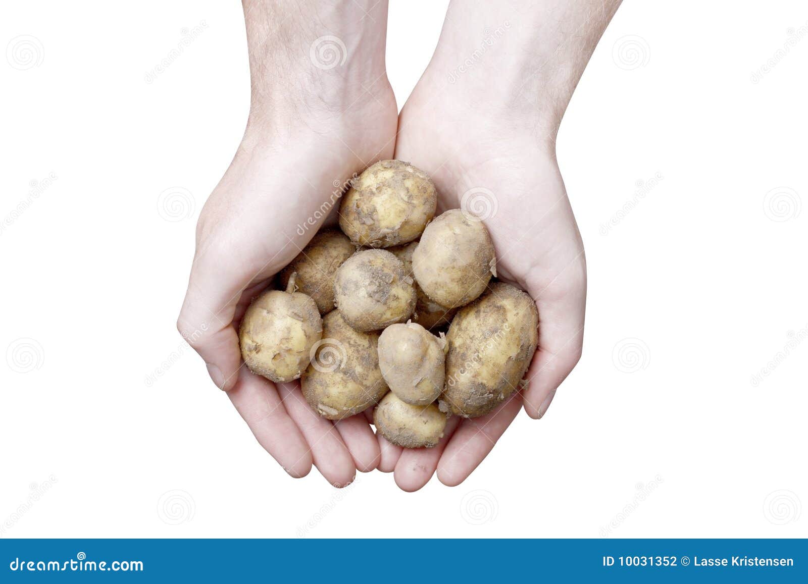 Hands holding potatoes stock photo. Image of environment - 10031352