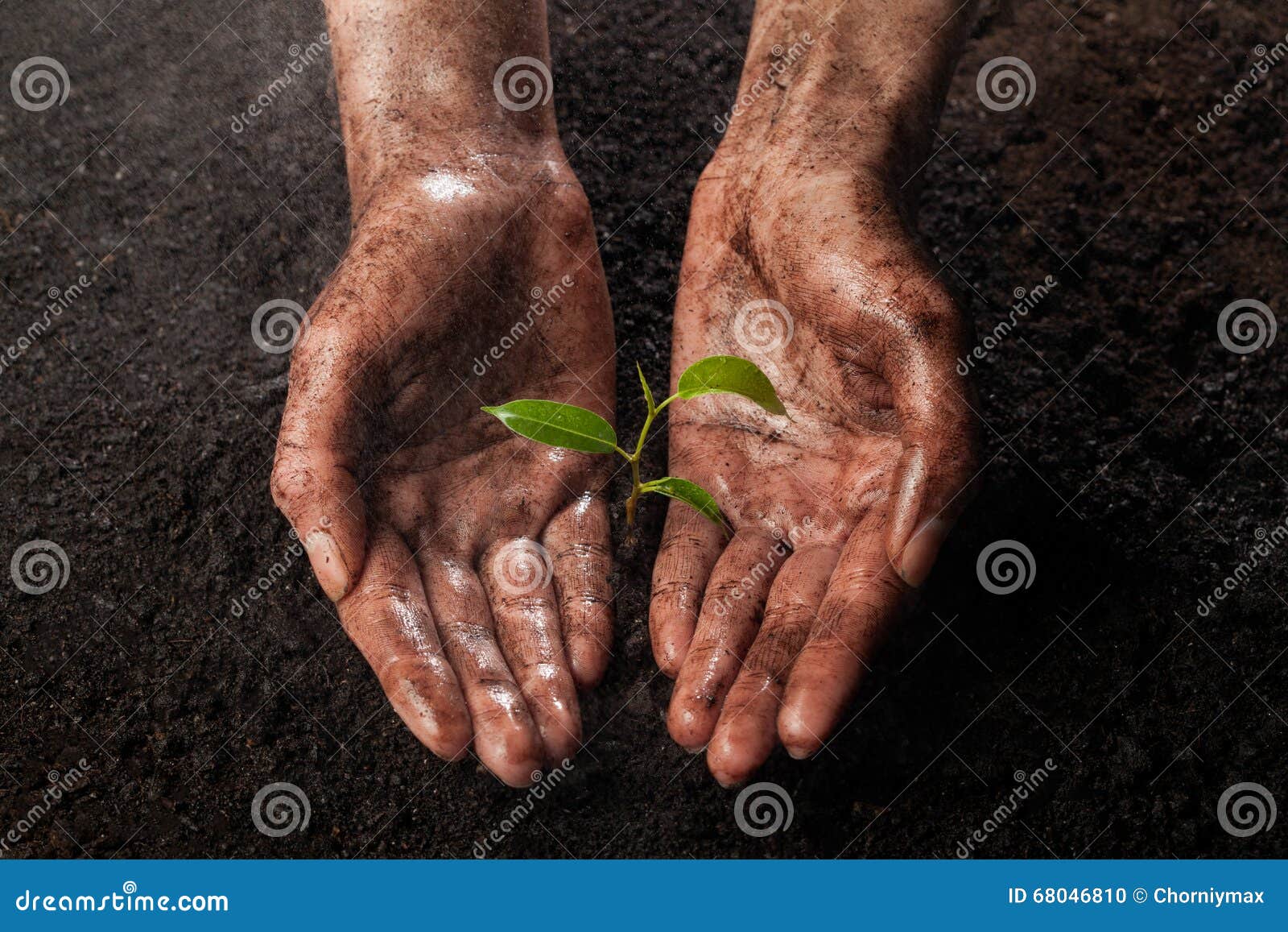 Hands Holding and Protecting a Young Green Plant Stock Photo - Image of ...