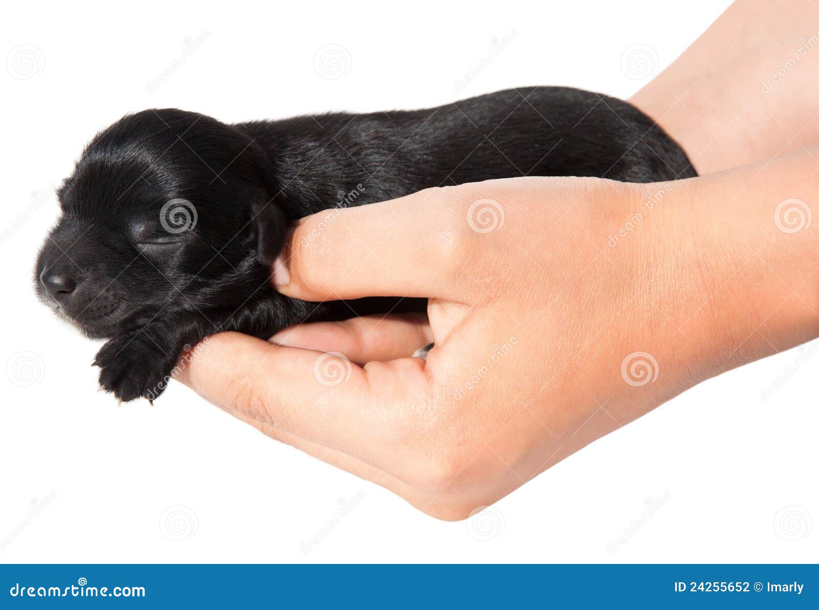 Hands holding puppy stock photo. Image of hands, helpless - 24255652