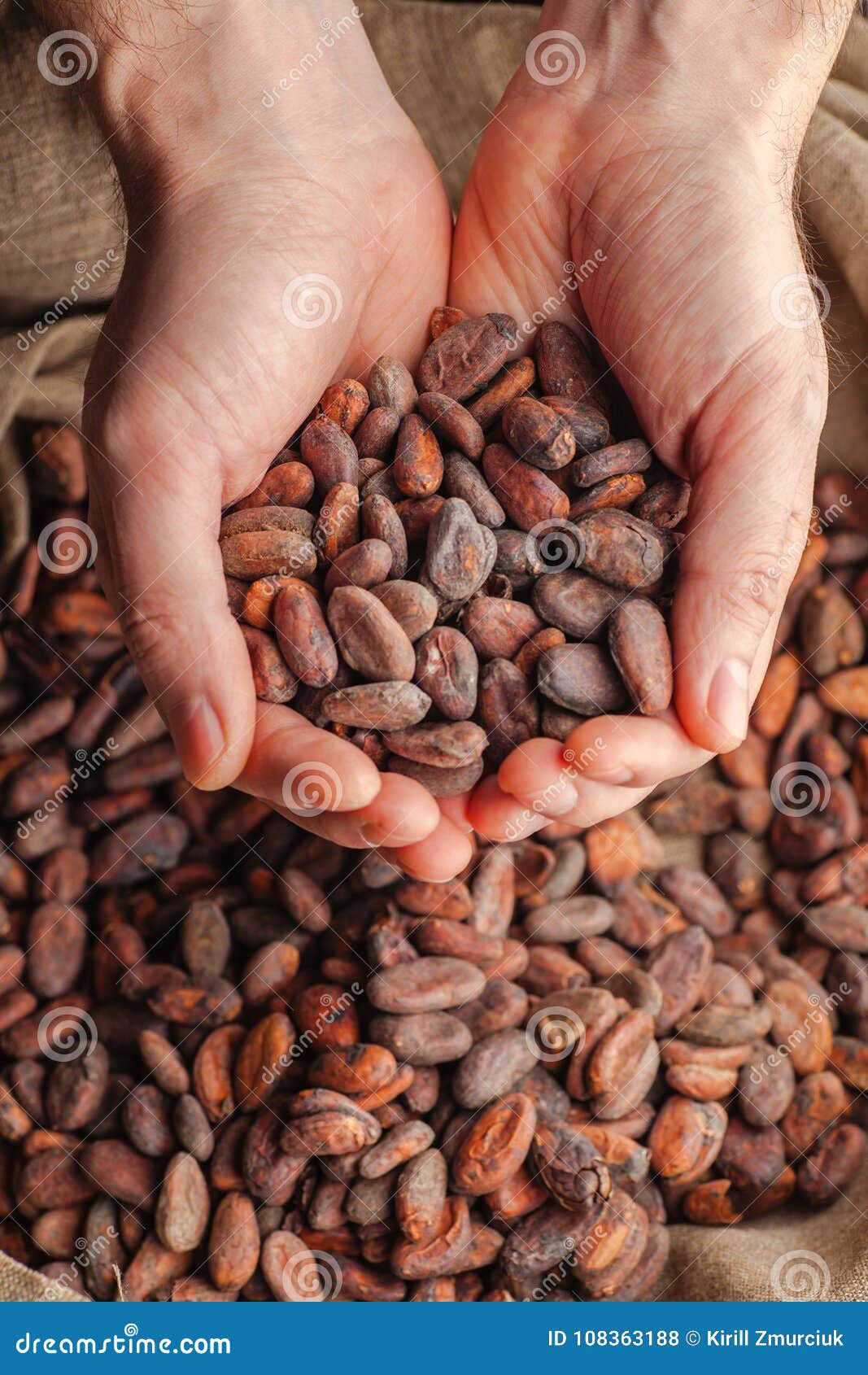 Hands Holding Raw Cocoa Beans Stock Photo - Image of bitter, ingredient ...