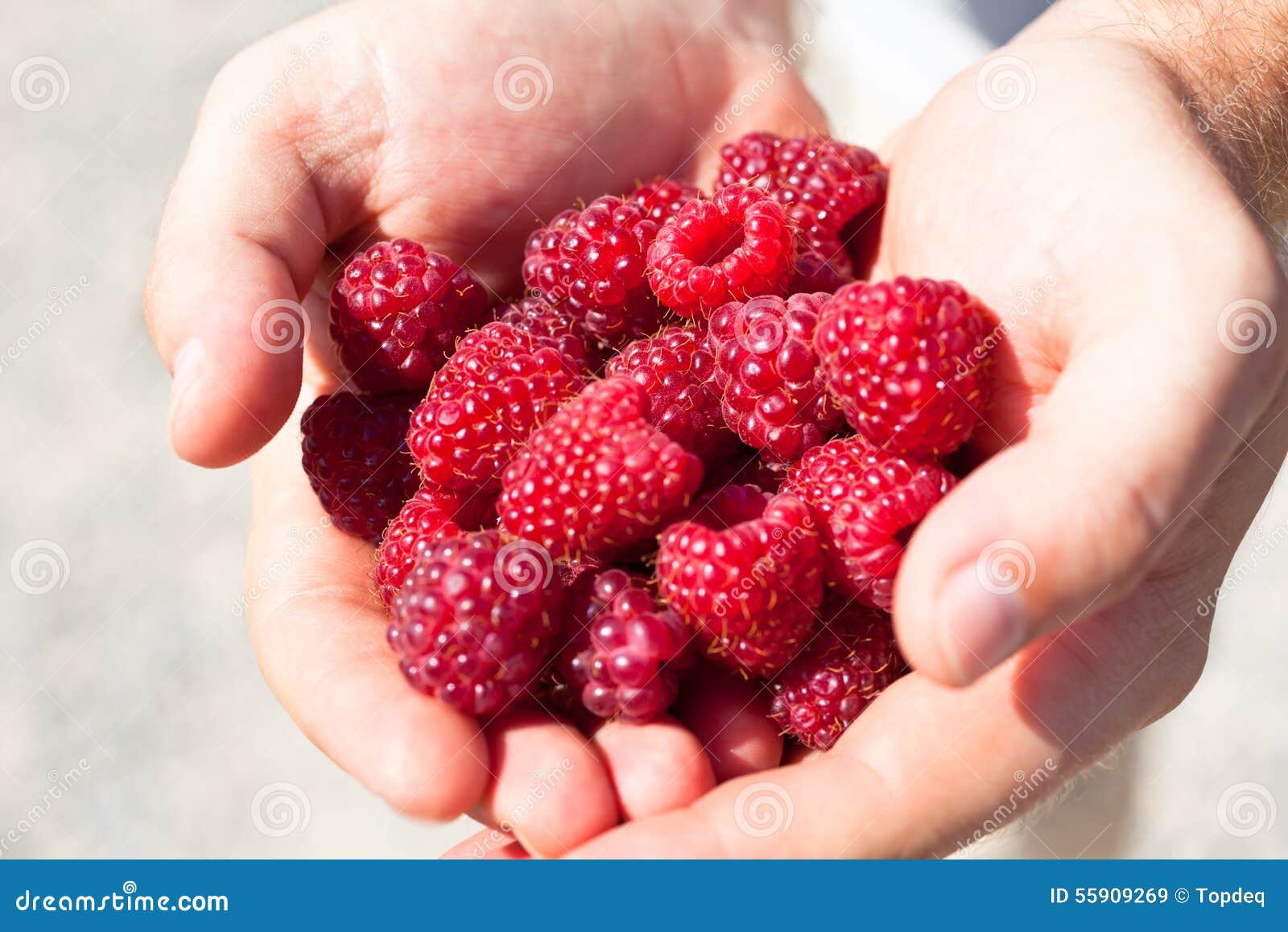 Hands Holding Red Raspberries Stock Image - Image of color, closeup ...