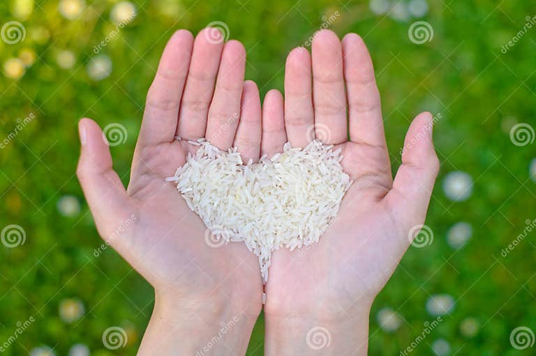 Hands holding rice stock image. Image of famine, charity - 23805299