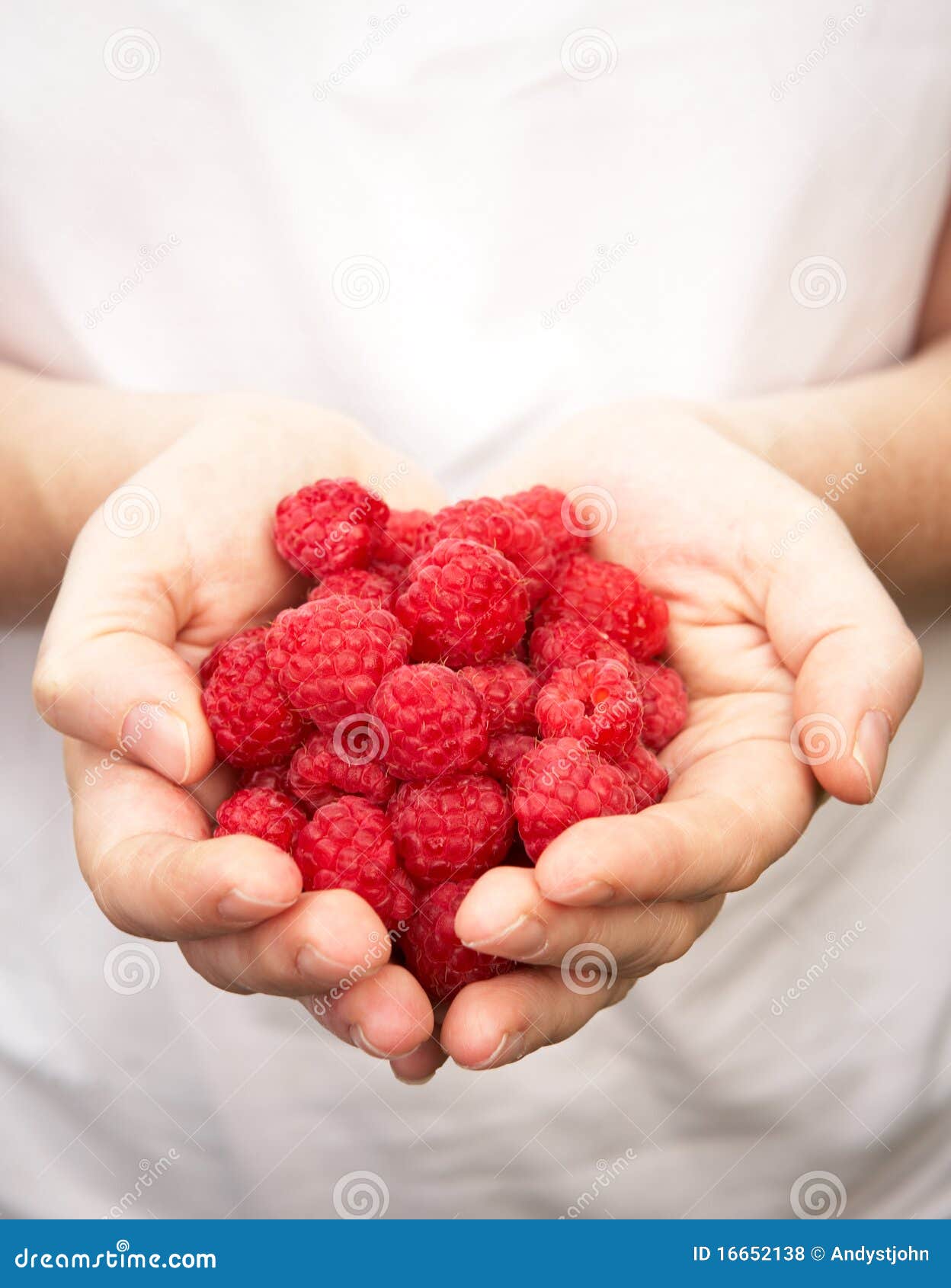 Hands Holding Ripe Raspberries Stock Photo - Image of outdoor ...