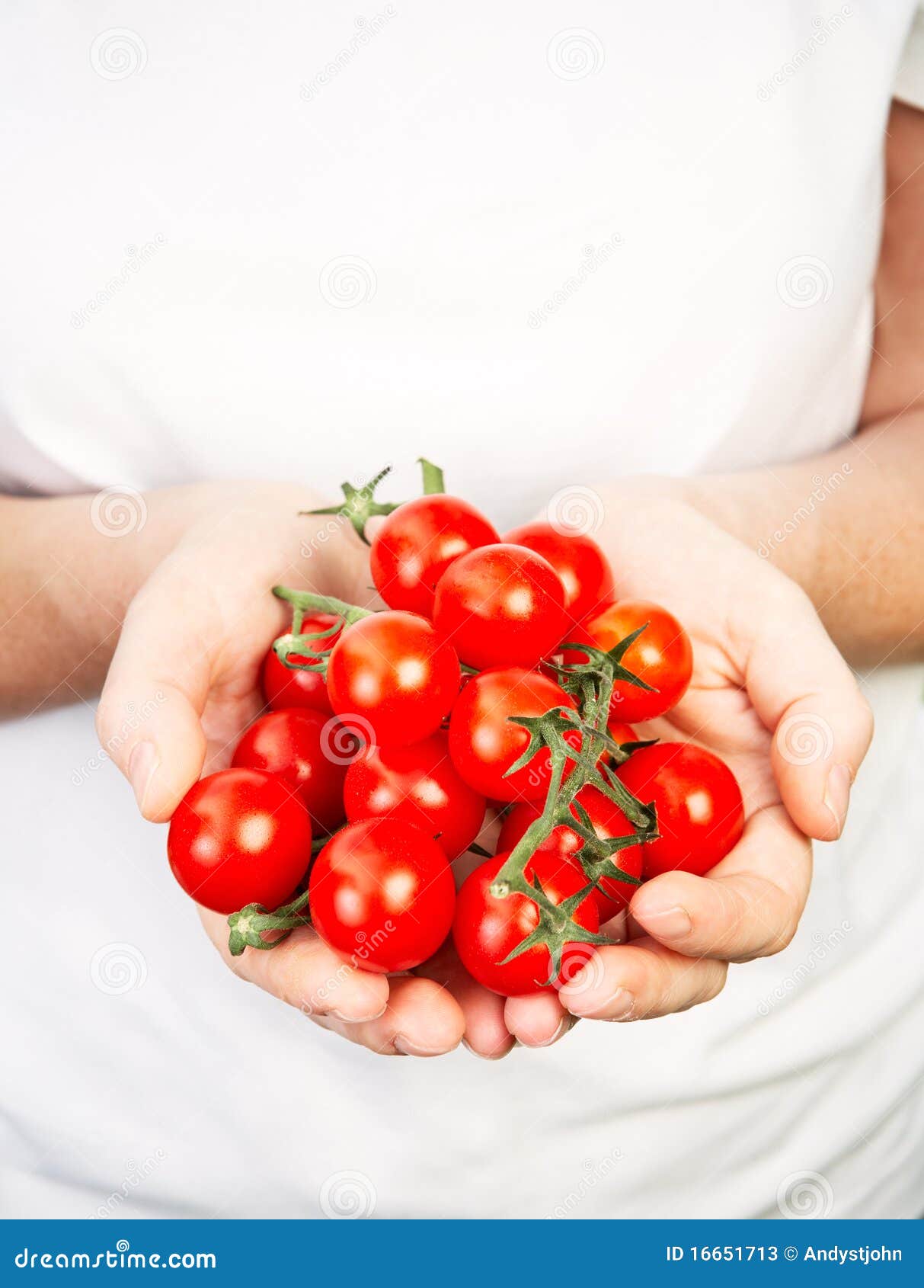 Hands Holding Ripe Tomatoes Stock Image - Image of small, gardening ...