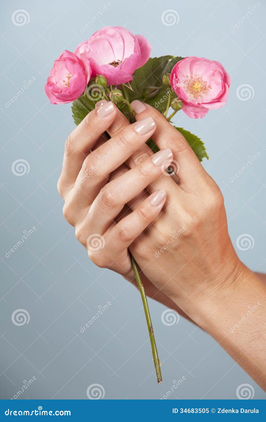 Hands holding roses stock image. Image of girl, pink - 34683505