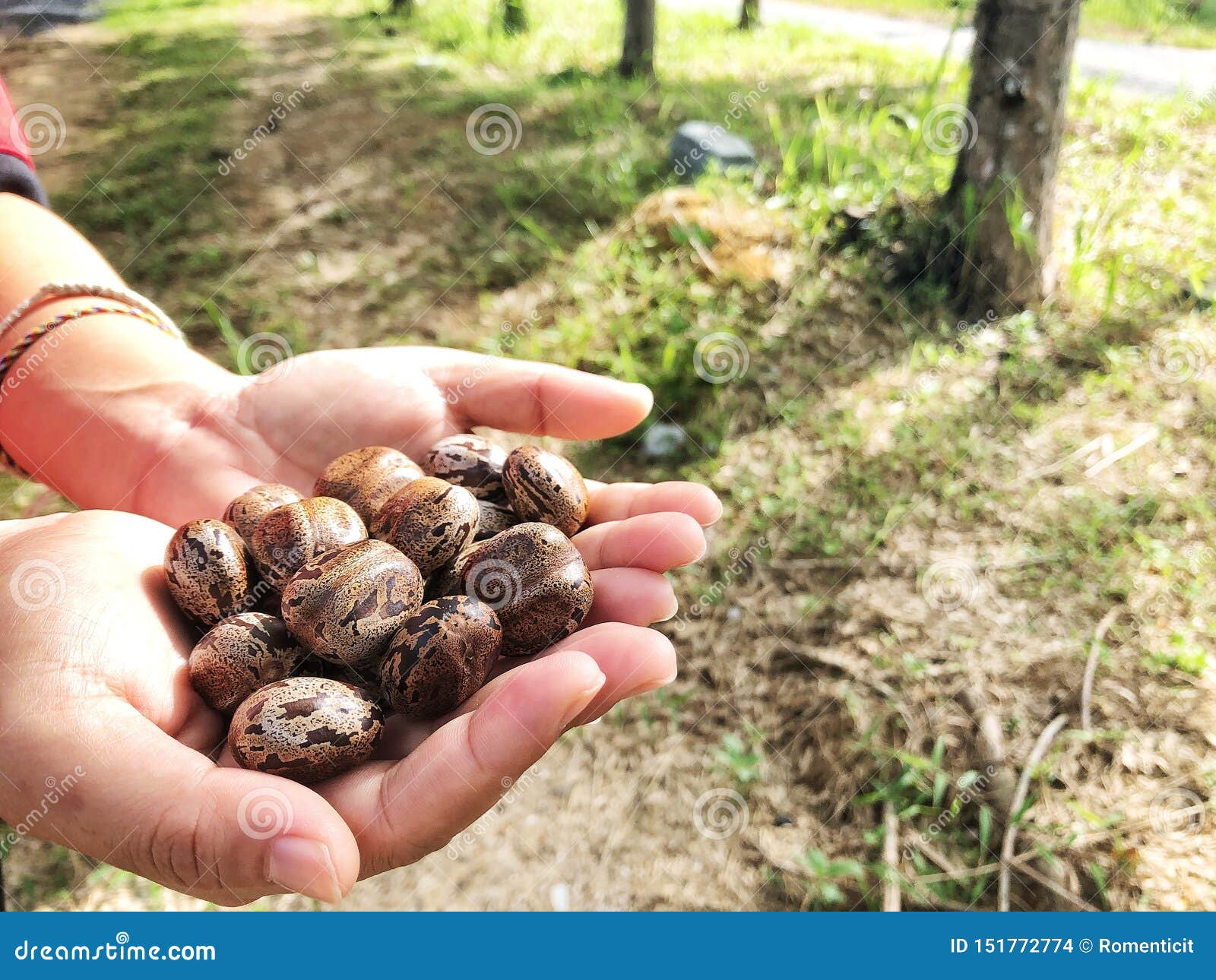 Hands Holding Rubber Tree Seeds Stock Photo - Image of background ...