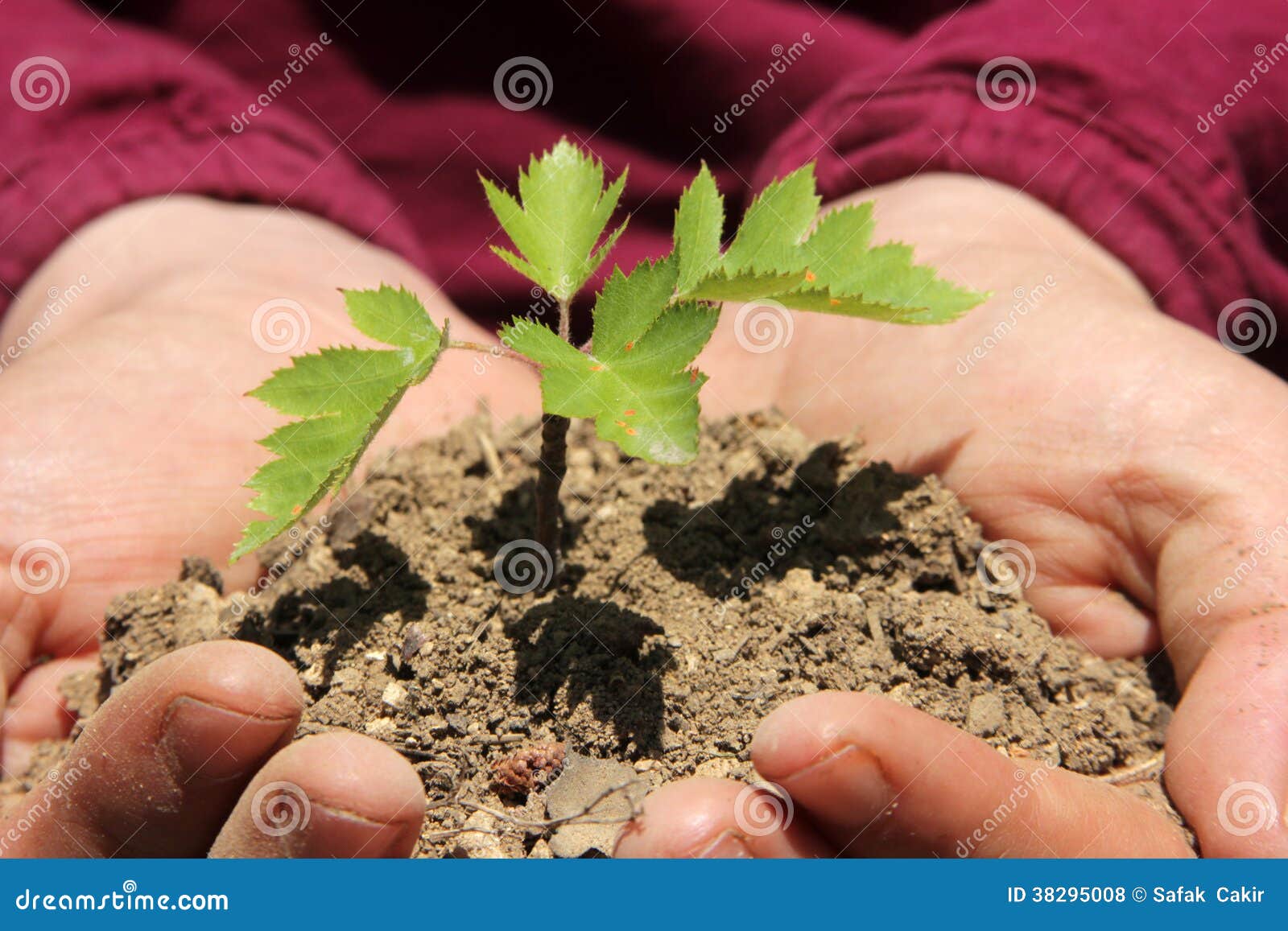 Hands holding sapling stock photo. Image of greenery - 38295008