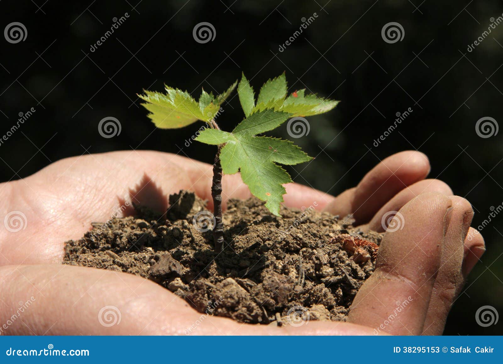 Hands holding sapling stock image. Image of ecology, fragility - 38295153