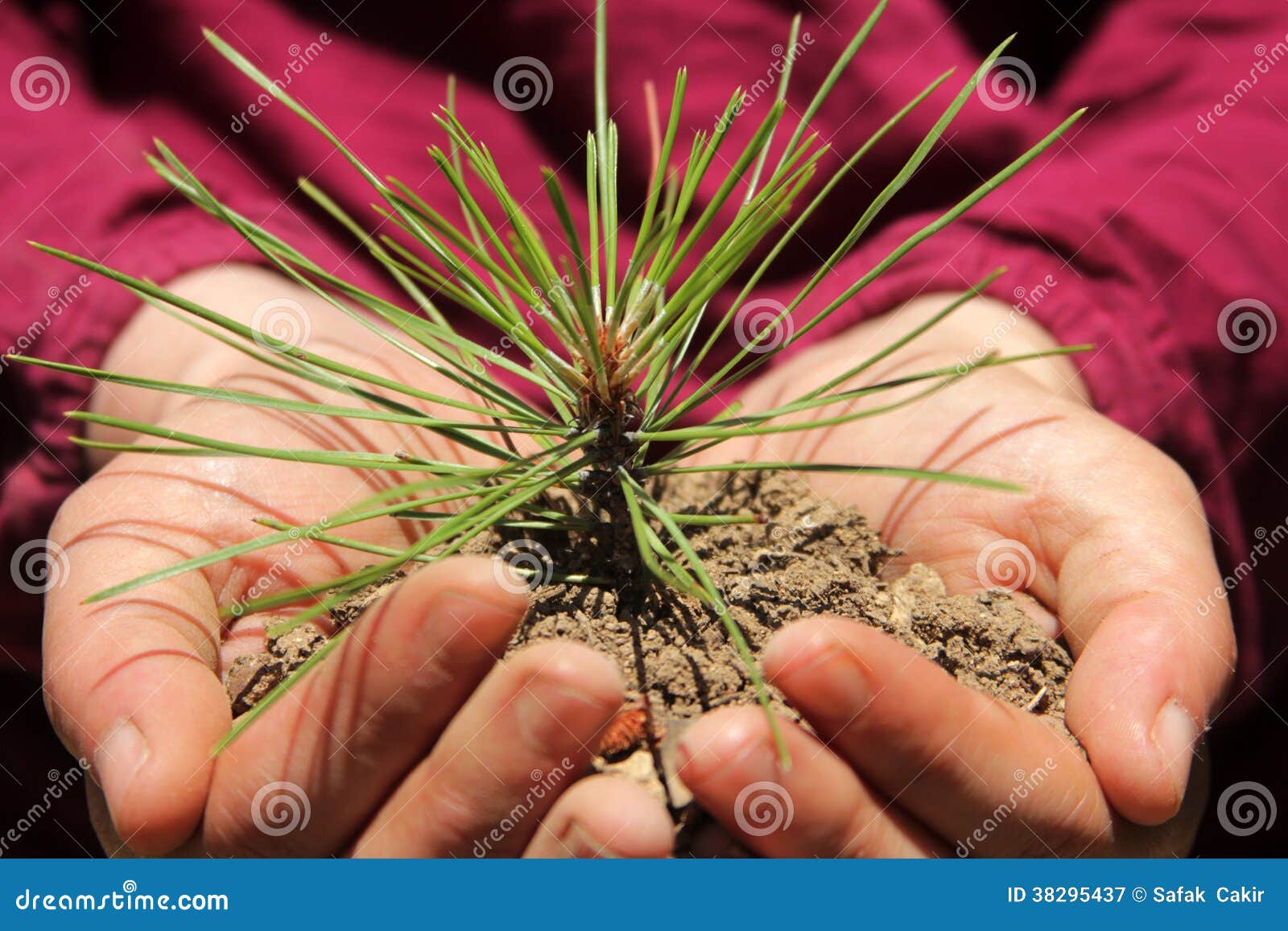 Hands holding sapling stock image. Image of hand, leaves - 38295437