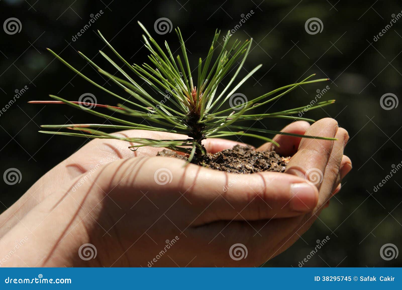 Hands holding sapling stock image. Image of cultivation - 38295745