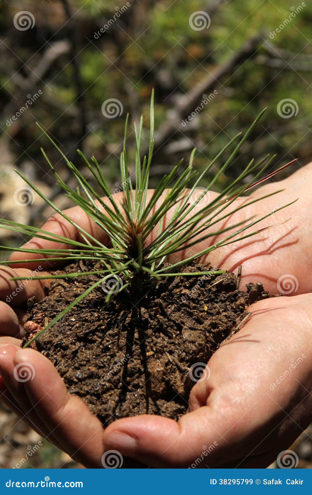 Hands holding sapling stock image. Image of gardening - 38295799
