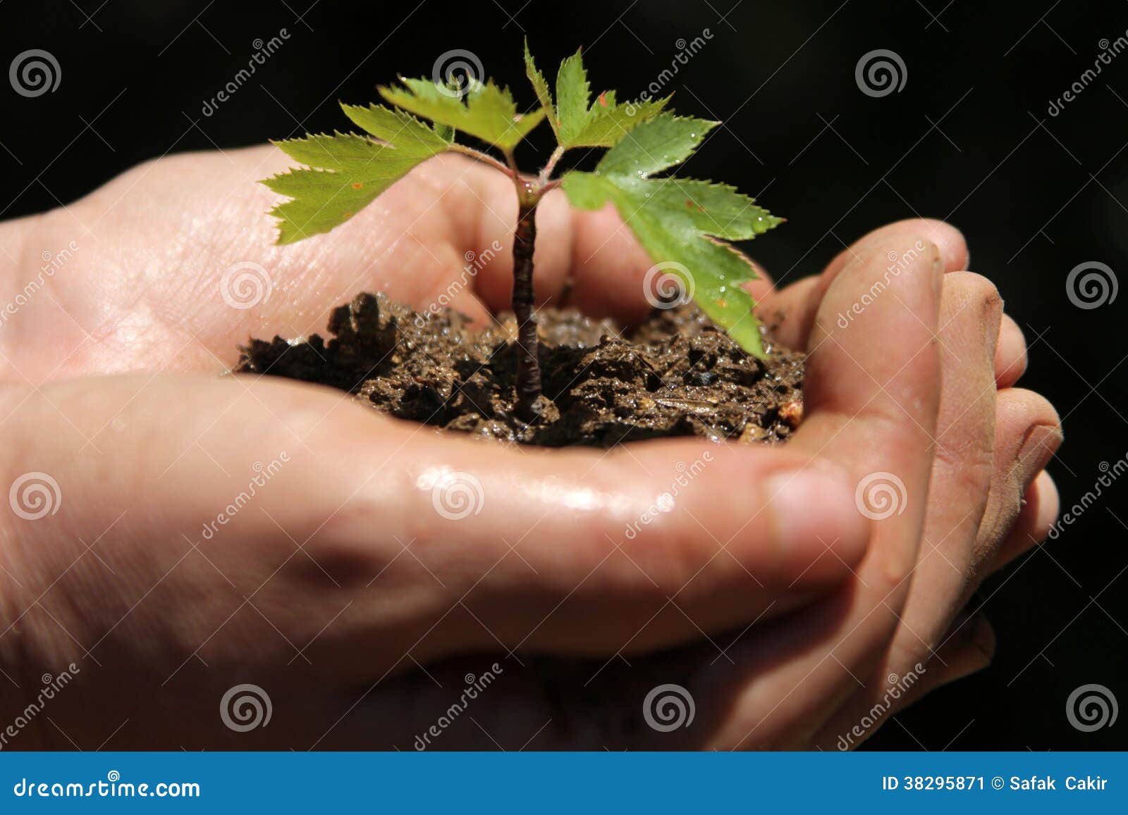 Hands holding sapling stock image. Image of greenery - 38295871