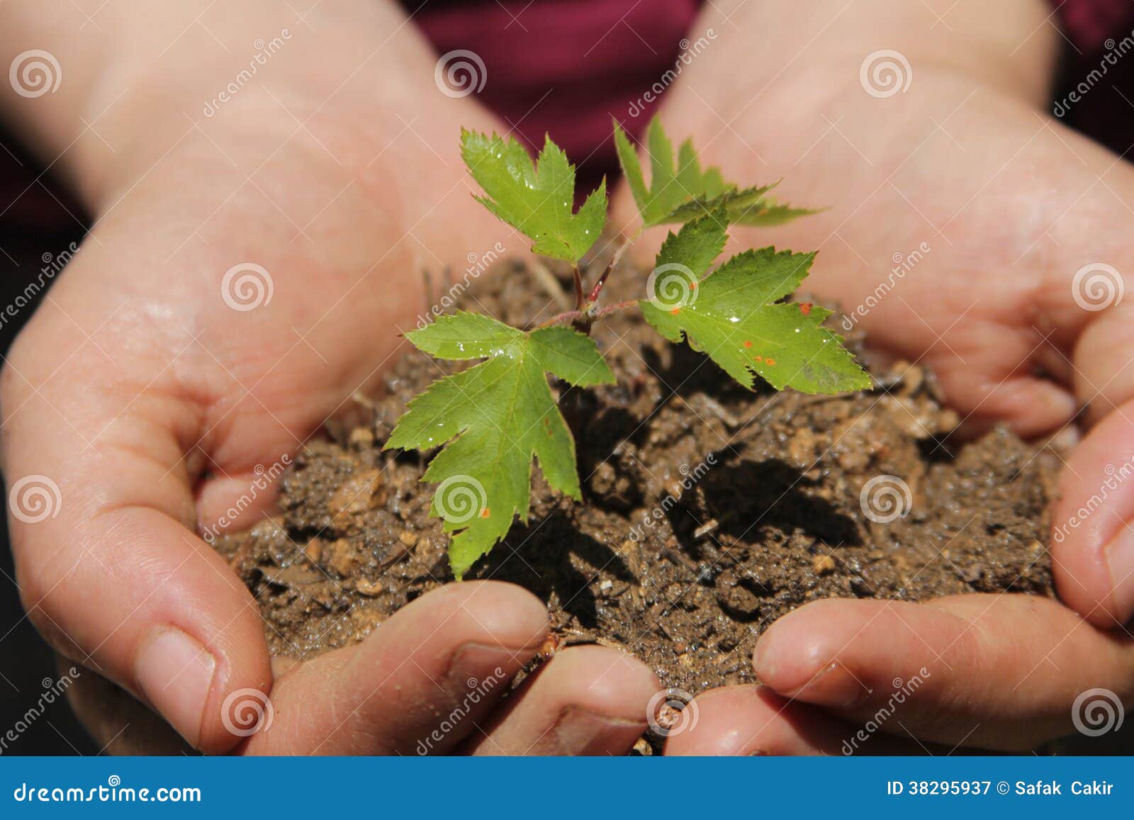 Hands holding sapling stock image. Image of flora, increase - 38295937