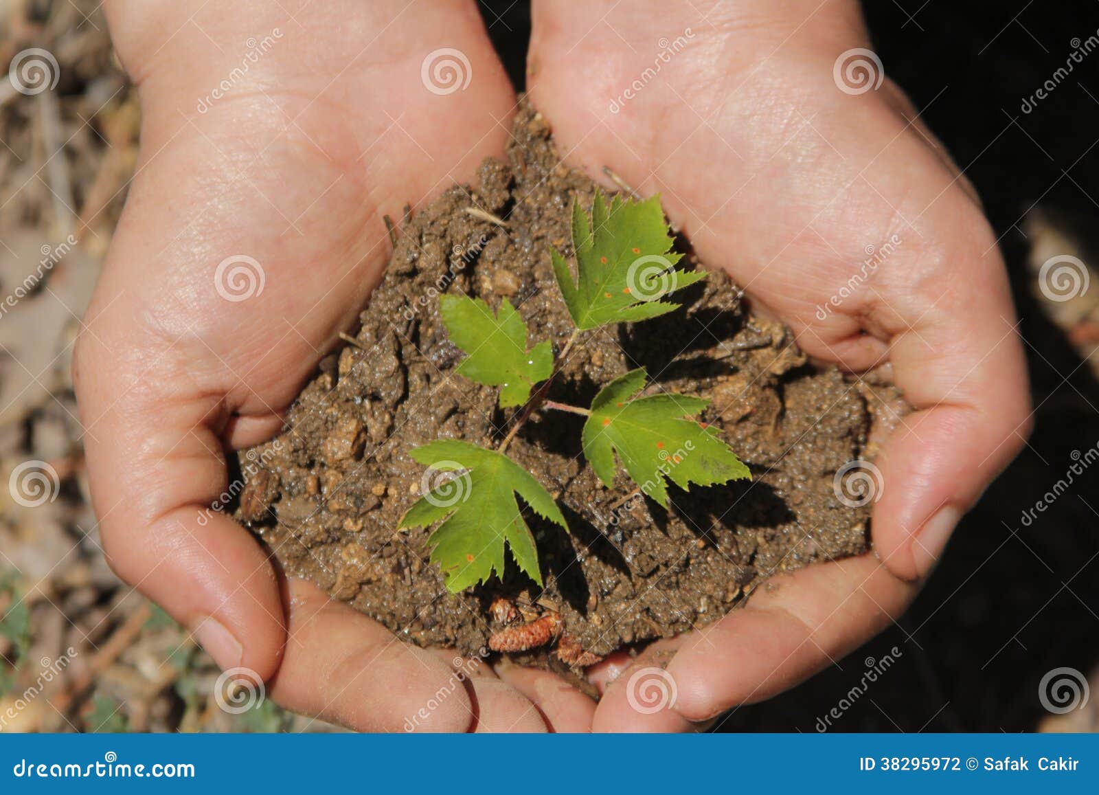 Hands holding sapling stock photo. Image of freshness - 38295972
