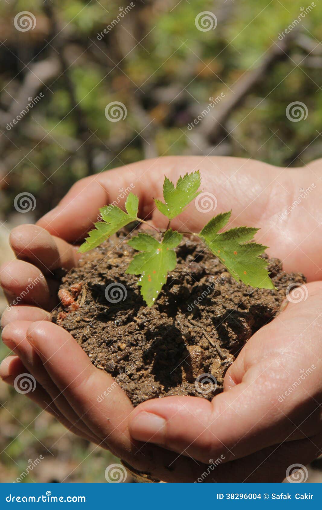 Hands holding sapling stock photo. Image of environmental - 38296004
