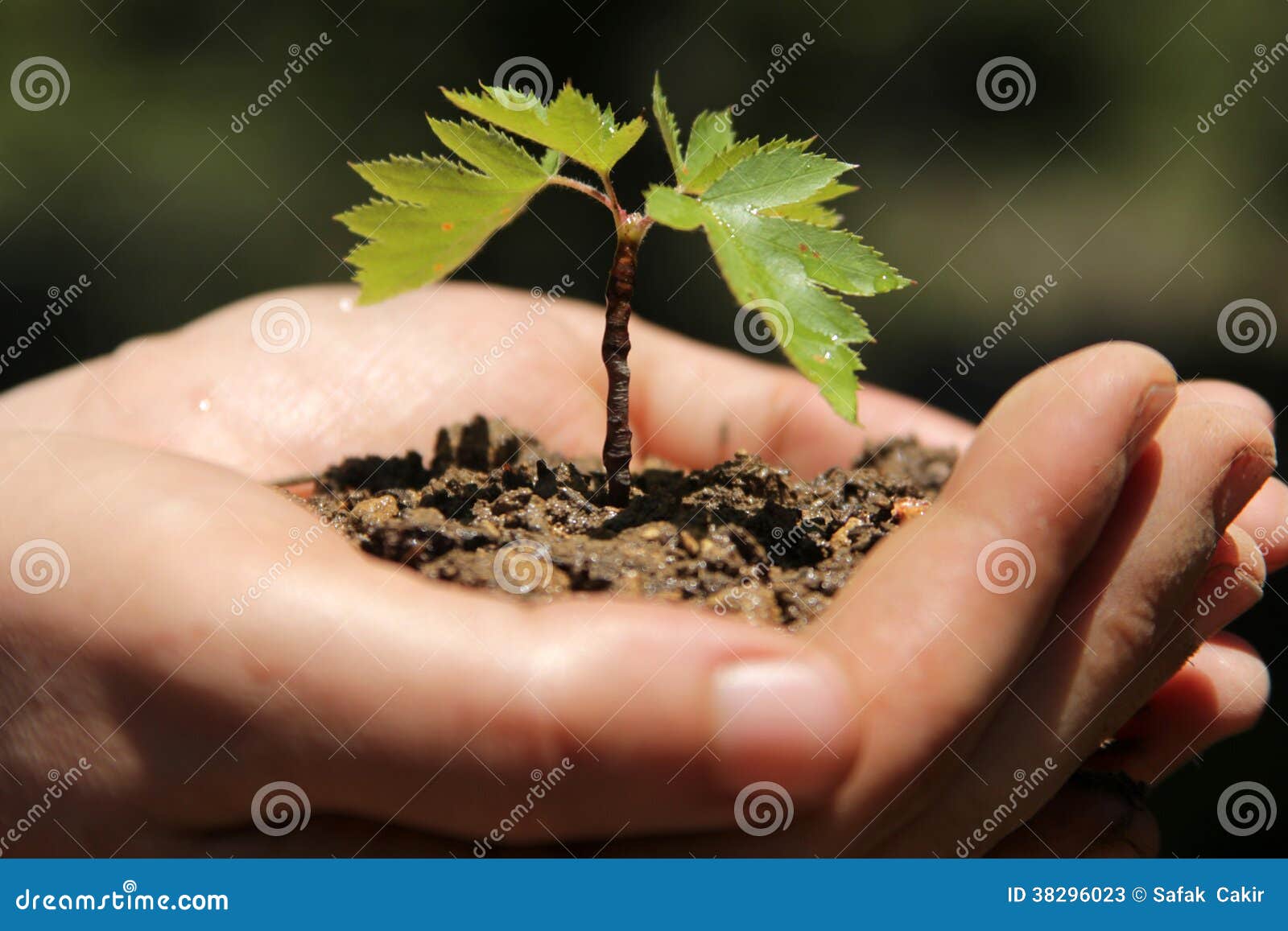 Hands holding sapling stock image. Image of gardening - 38296023