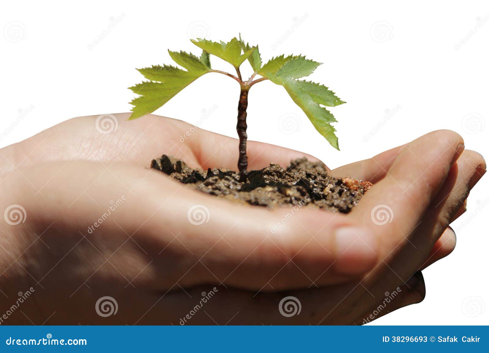Hands holding sapling stock image. Image of fragility - 38296693