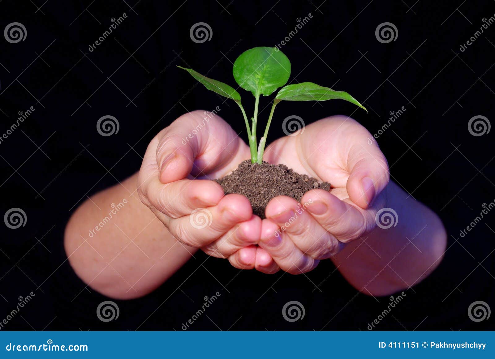 Hands holding sapling stock image. Image of hold, forrest - 4111151