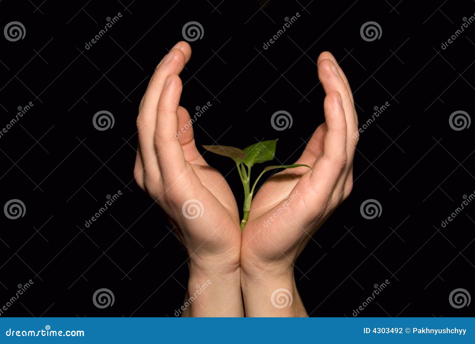 Hands holding sapling stock photo. Image of environmental - 4303492