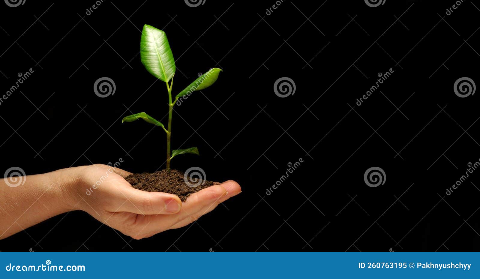 Hands Holding Sapling in Soil Stock Image - Image of roots, replant ...