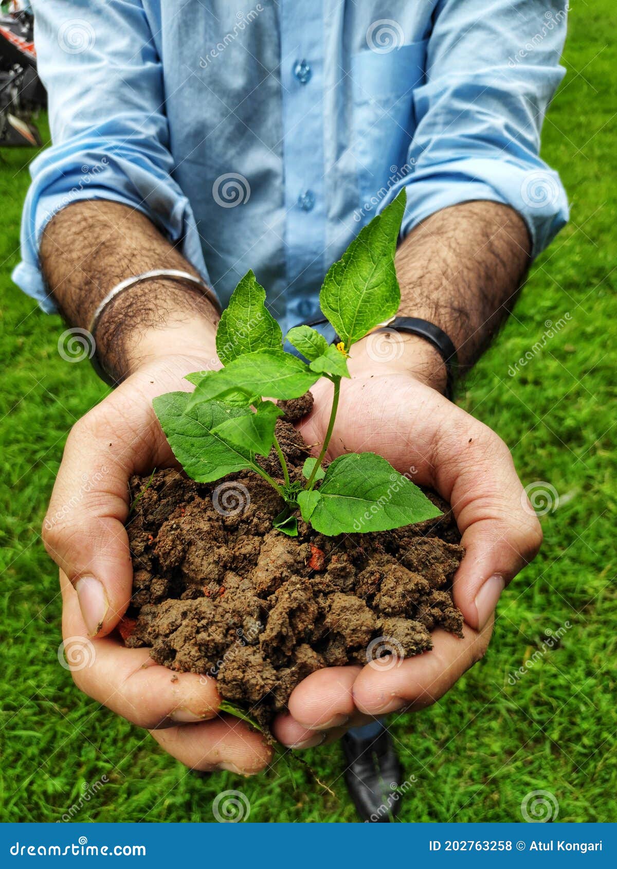 Hands Holding a Sapling To Be Planted Plant Trees Save Trees Save ...
