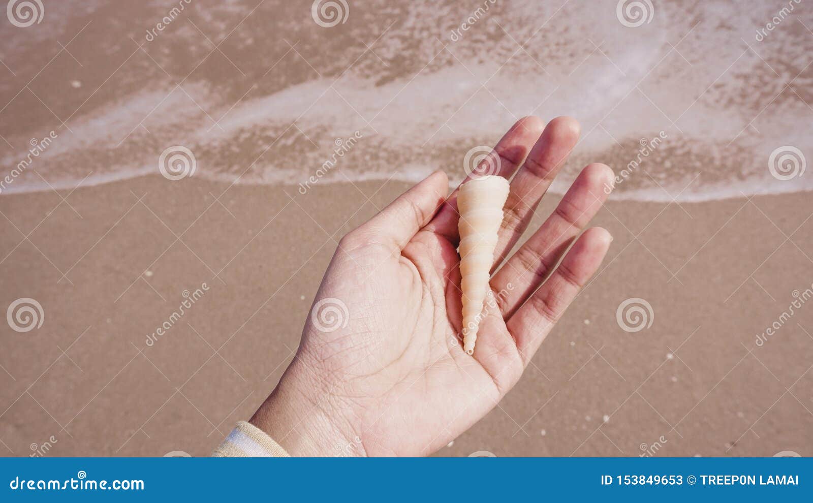 Closeup of Hands Holding Sea Shells Stock Image - Image of selective ...