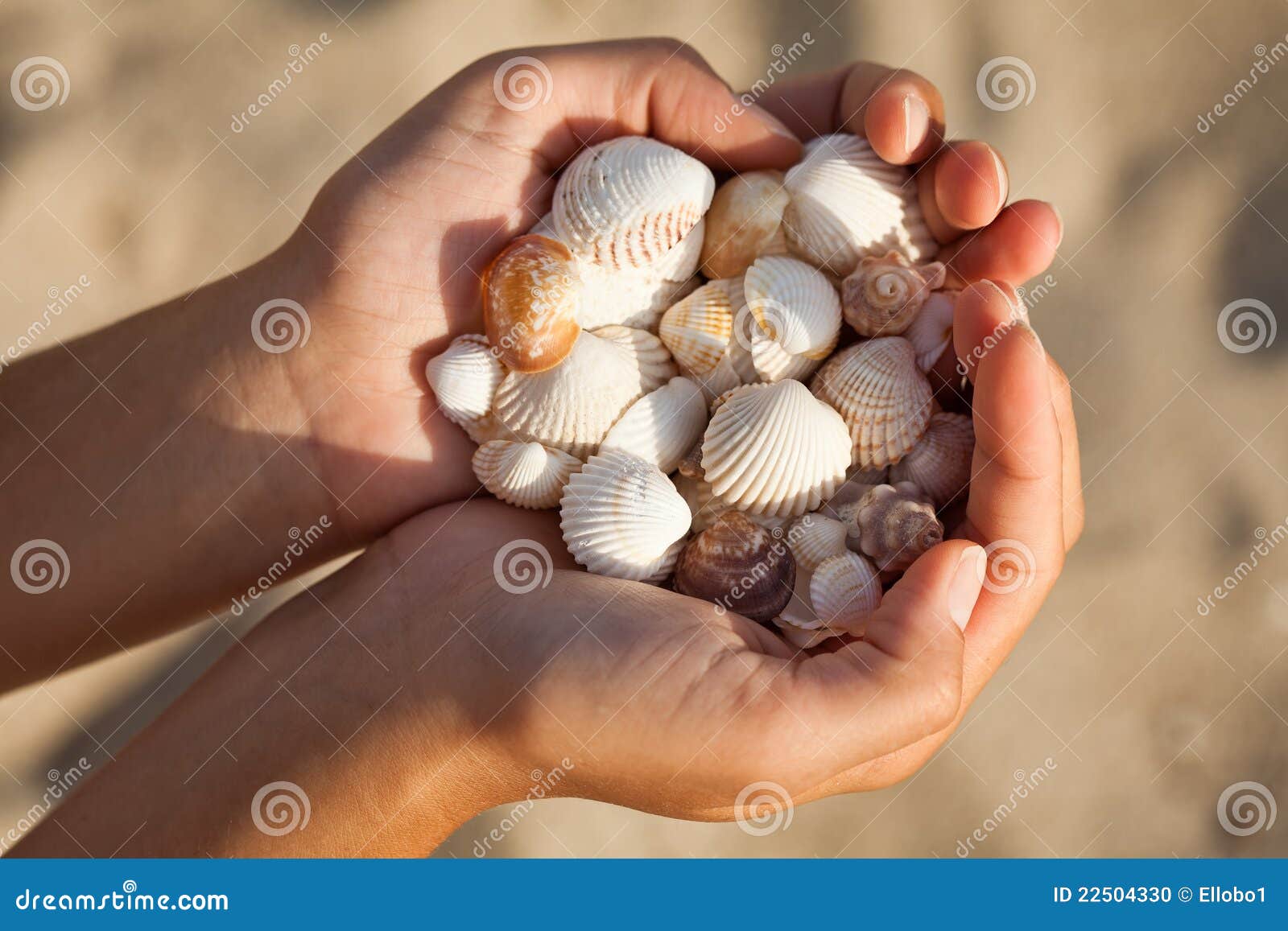 Hands holding sea shells. stock photo. Image of shell - 22504330