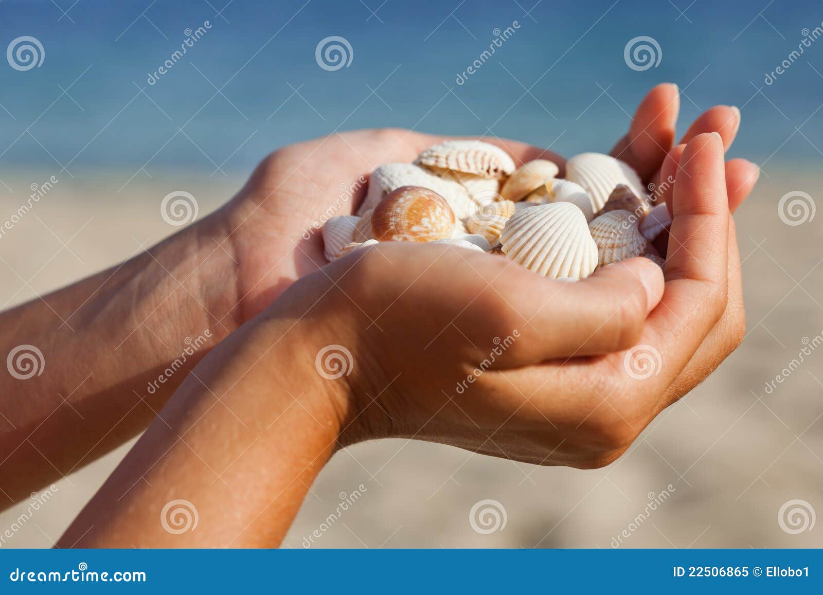 Hands holding sea shells. stock image. Image of resort - 22506865