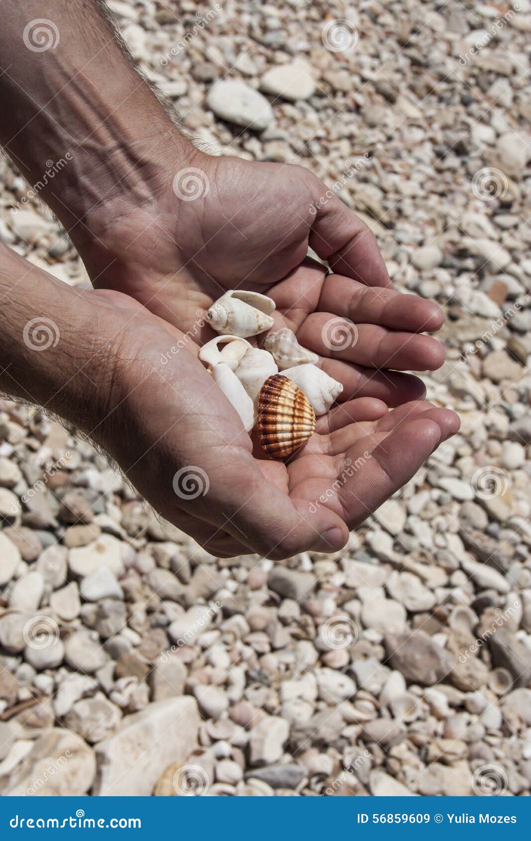 Hands holding sea shells stock image. Image of life, island - 56859609