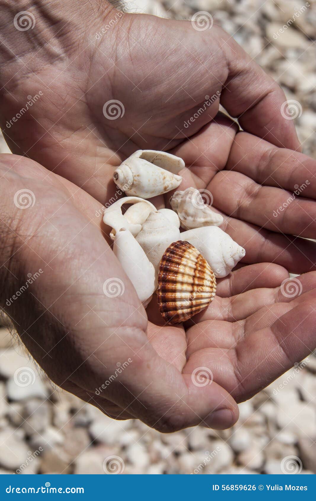 Hands holding sea shells stock photo. Image of object - 56859626