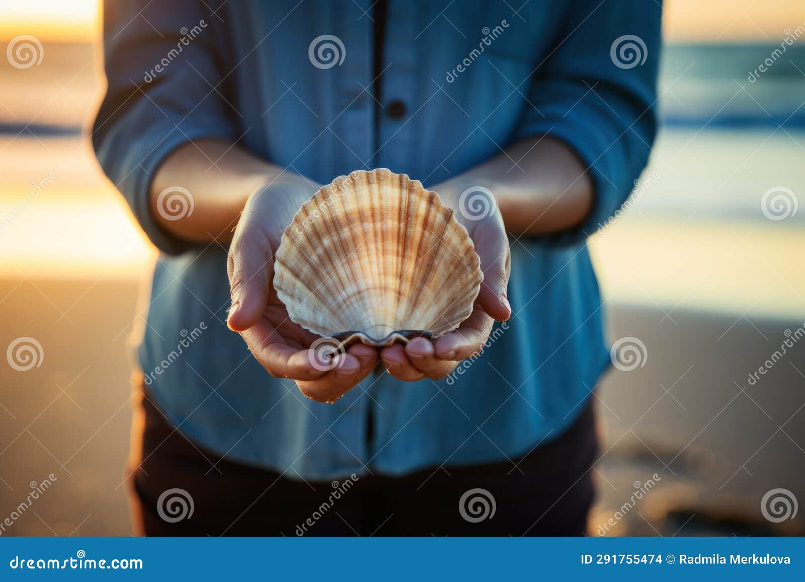 Hands holding a seashell stock photo. Image of hand - 291755474