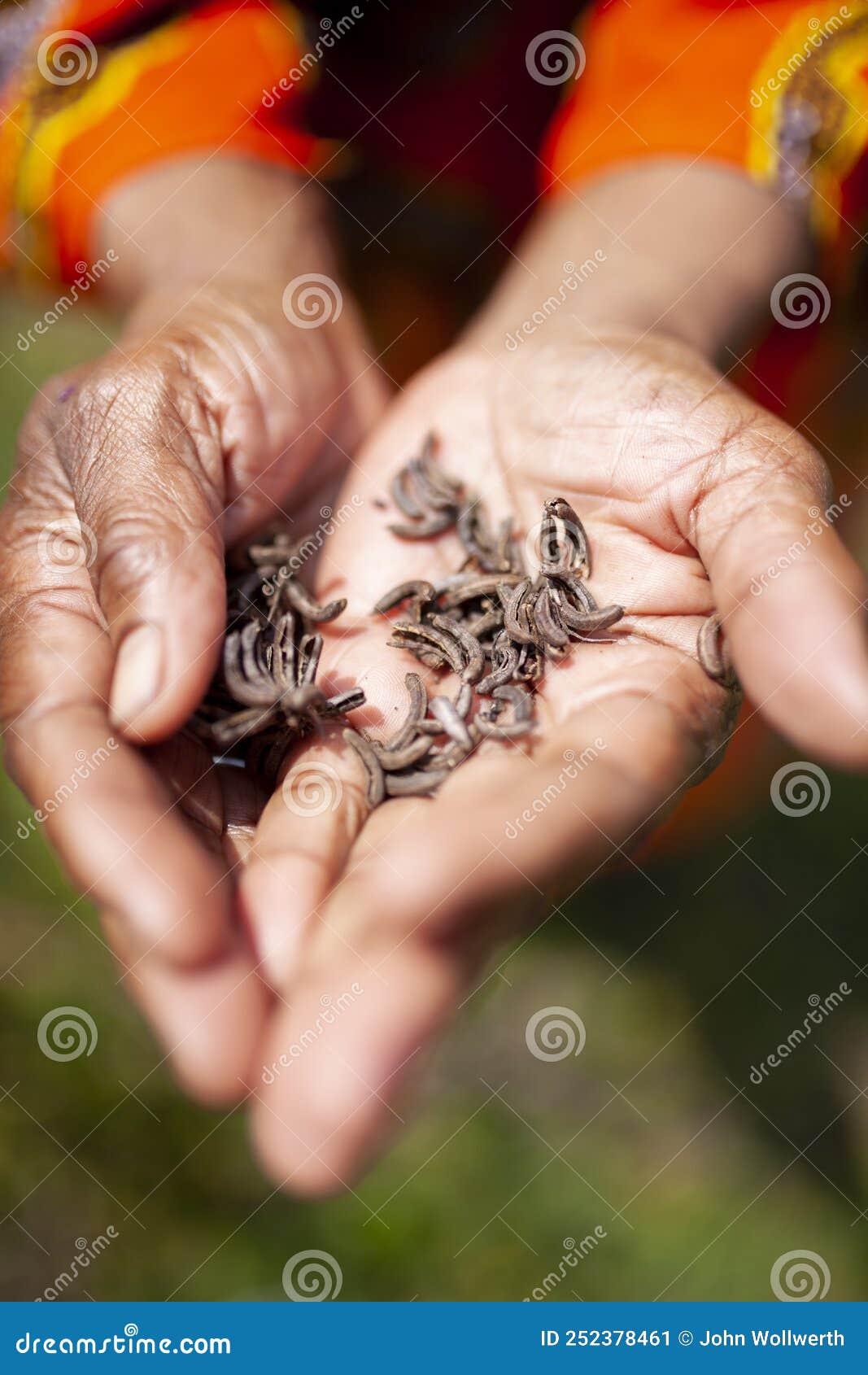 Hands Holding the Seed Pods of an Indigo Plant, Used in the Dyeing ...