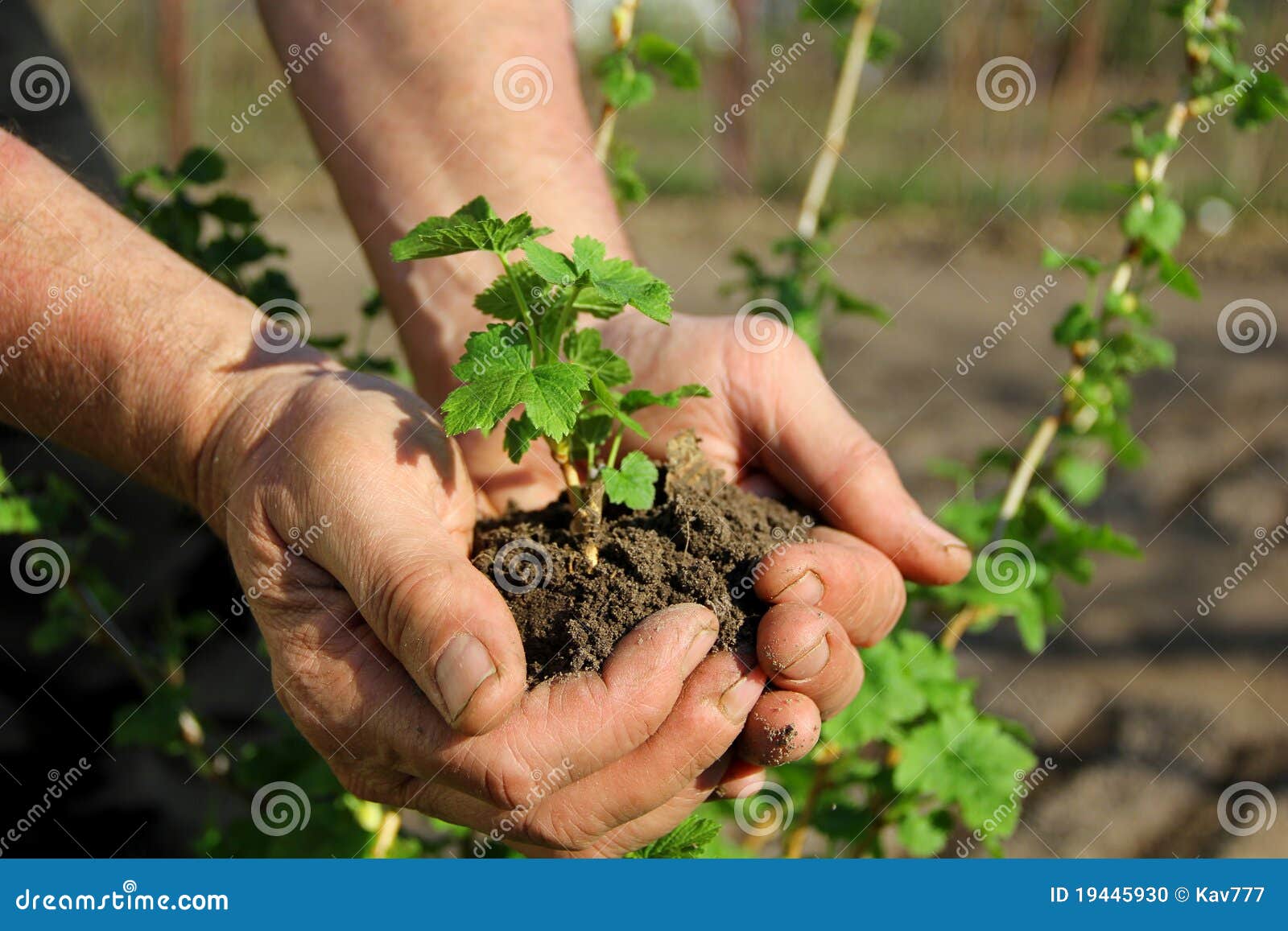 Hands holding seedling stock photo. Image of environmental - 19445930