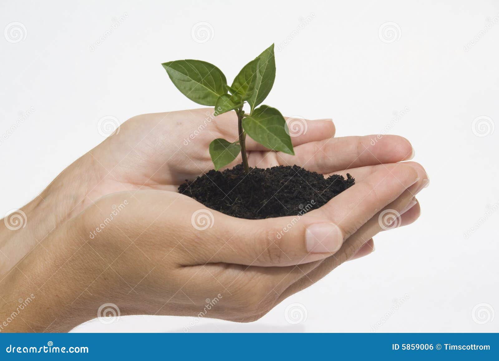 Hands holding seedling stock photo. Image of aesthetic - 5859006